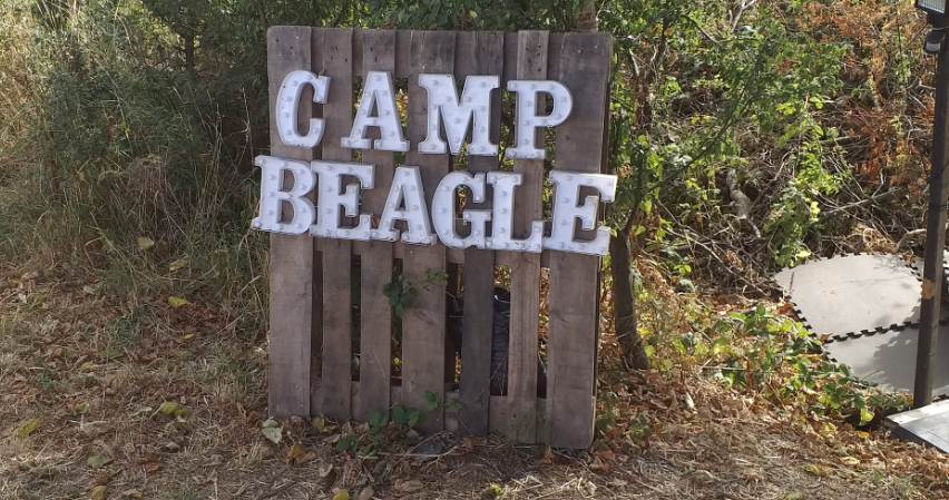 Camp Beagle Gallery - ®The Camp Beagle