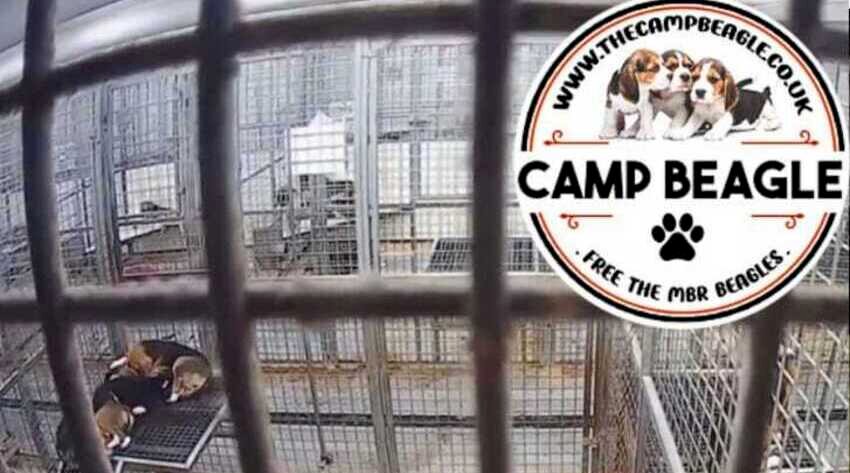 Meghan and Harry Adopt an Envigo Beagle - The Camp Beagle