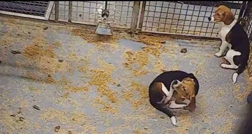 The Reality of MBR Acres - Hard Facts Don't Lie - The Camp Beagle