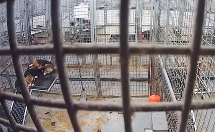 The Reality of MBR Acres – Hard Facts Don’t Lie - Camp Beagle