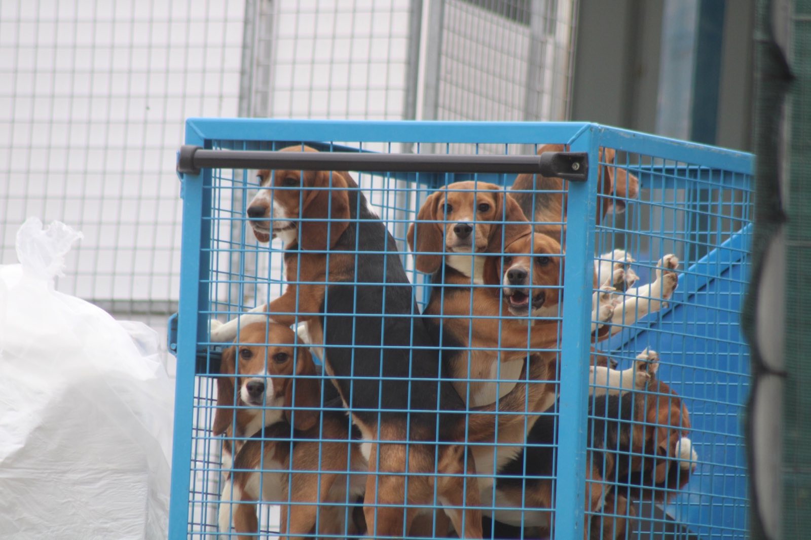 home - thecampbeagle.com