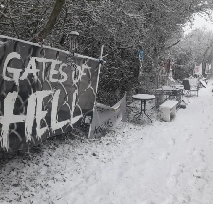 The Amazing Camp Beagle Activists - Camp Beagle