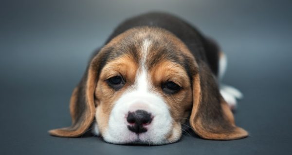 MBR Acres Ltd – Puppy Factory Supplying Toxicology Testing Labs - Camp ...