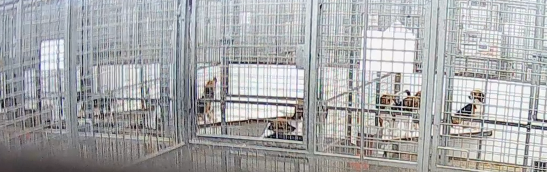 MBR Acres Bleeding Licence - The Camp Beagle