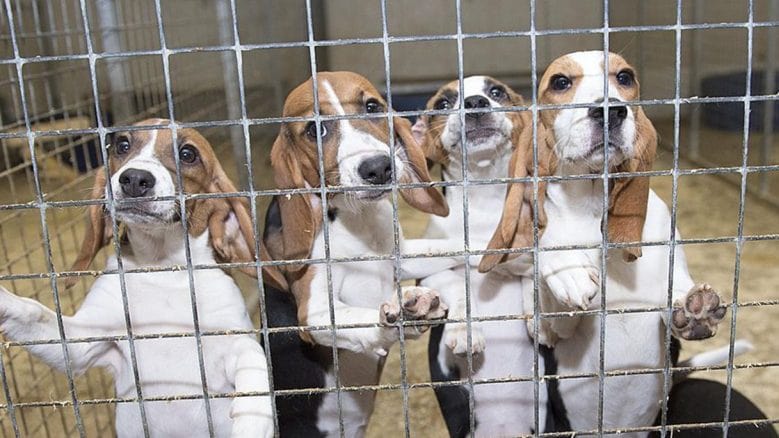 Amount of Home Office Licences Issued for Animal Testing since 2018 ...