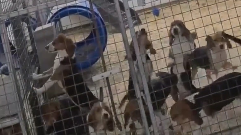 MBR Acres: Shed No. One, The Breeding Unit, The Brothel - The Camp Beagle