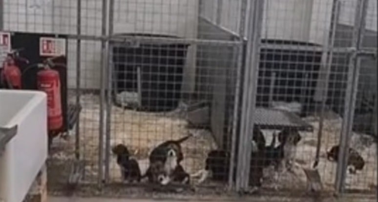 Inside the Hell Hole aka MBR Acres - The Camp Beagle