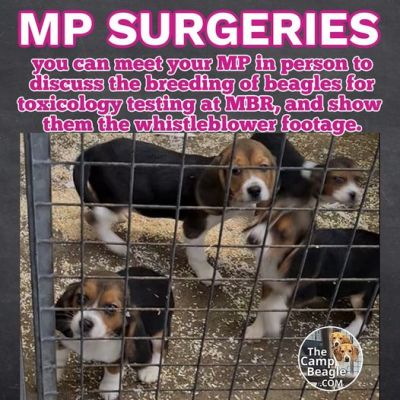 Parliamentary Debate - Make a MP Surgery Appointment - The Camp Beagle