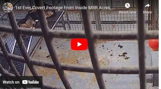 June 2022 - The first Ever Undercover Footage of MBR Acres - The Camp ...