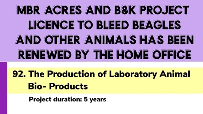 Home Office Issues MBR Acres New Project Licence - The Camp Beagle