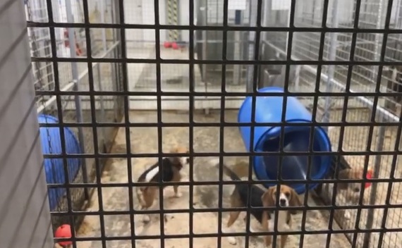 The Horrors Happening Everyday at MBR Acres - The Camp Beagle