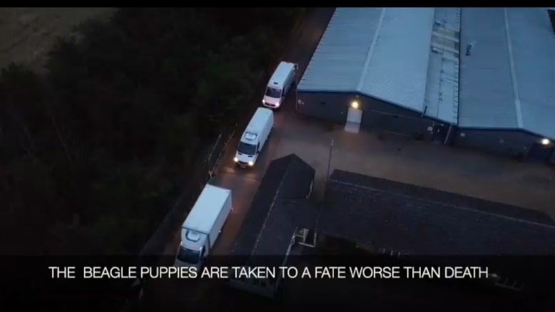 MBR Acres Beagles - Sent to a Fate Worse Than Death - The Camp Beagle