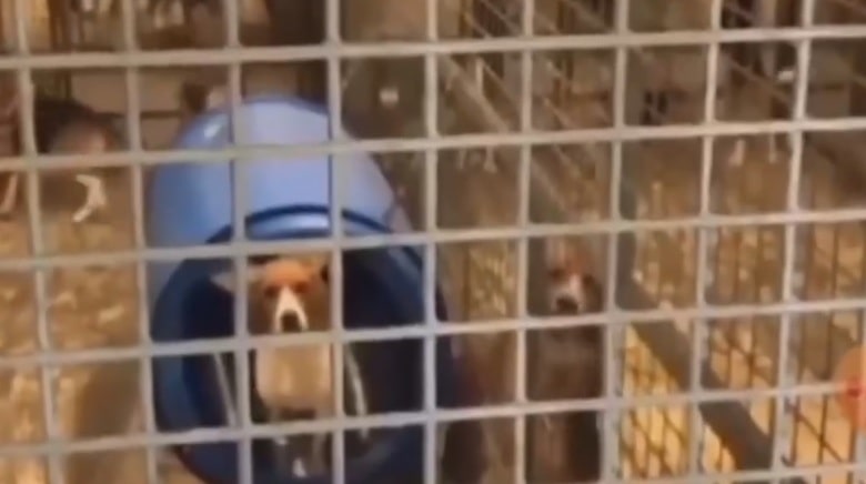 On This Day 2022: Animal Rising Liberate Beagles - The Camp Beagle