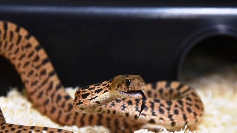 MBR Acres Suppliers In Focus: J. Rettenmaier & Söhne - The Camp Beagle