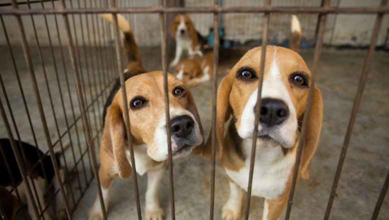 MBR Acres & Camp Beagle Seen Through 'New Eyes' - The Camp Beagle