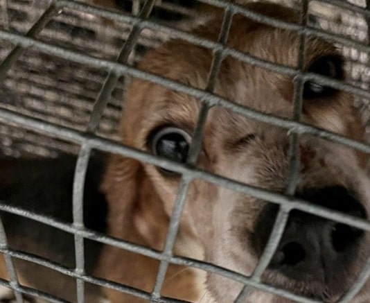 Ridglan Farms - The USA Equivalent of MBR Acres - The Camp Beagle