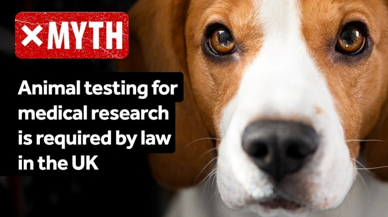 Animal Testing for Medical Research: The Myth & the Truth - The Camp Beagle