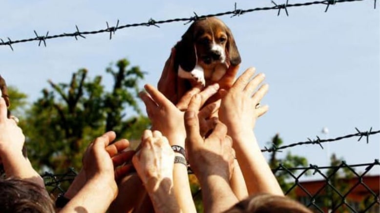 MBR Acres' Criminal Past - The Italian Job - The Camp Beagle