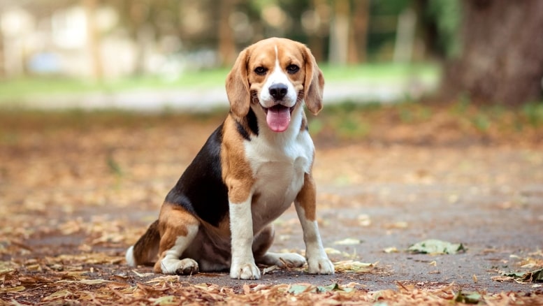 Animal Testing - What's the Point? - The Camp Beagle