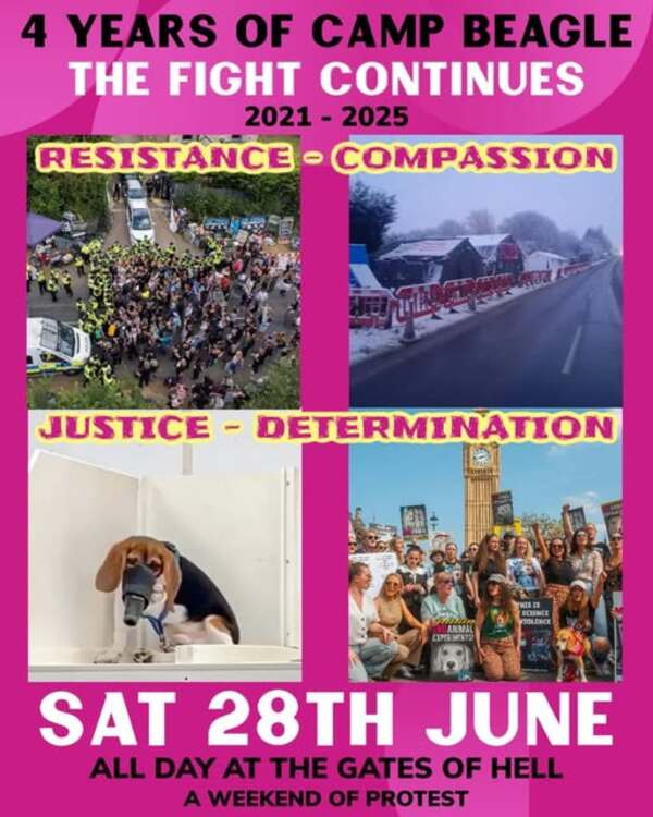 4 Years of Camp Beagle: The Fight Continues - The Camp Beagle