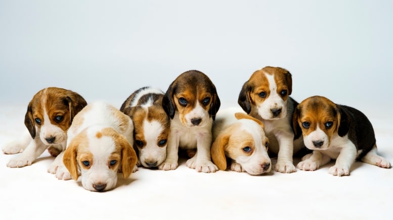 A Poem to Highlight the Plight of the Beagles - The Camp Beagle