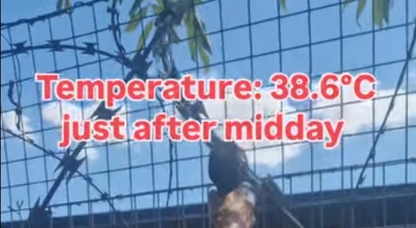 URGENT: Record Temperatures Recorded at MBR Acres - The Camp Beagle