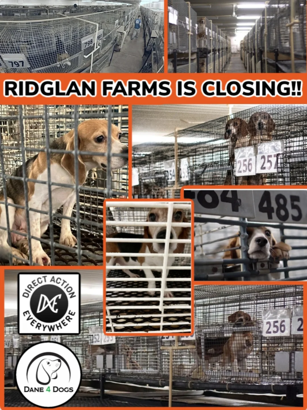 Ridglan Farms to Close - The Camp Beagle