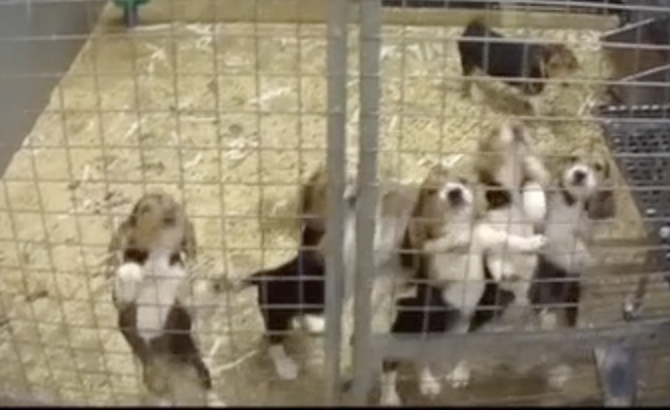 New Whistleblower Footage - The Camp Beagle